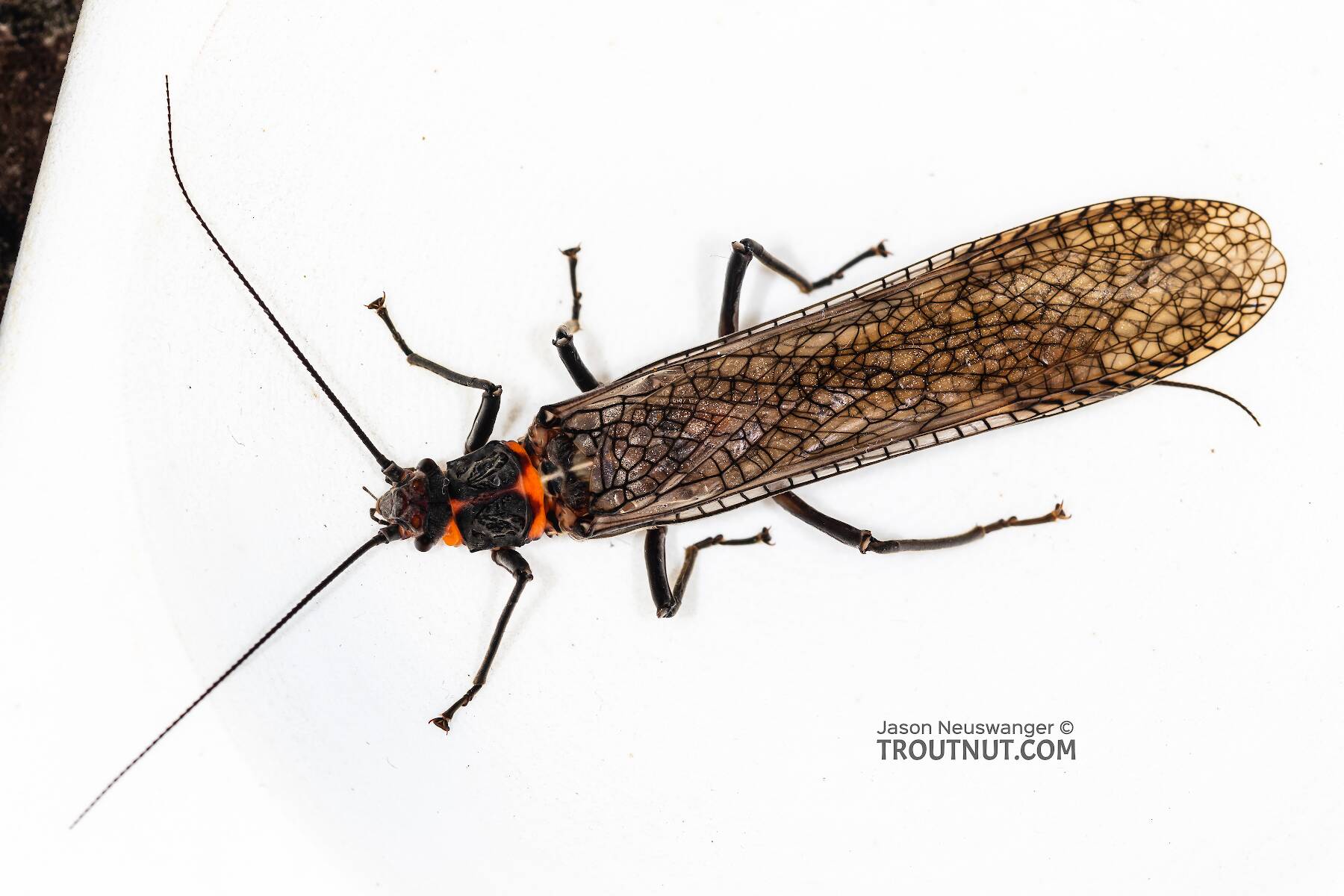 Female Pteronarcys californica (Giant Salmonfly) Stonefly Adult Pictures