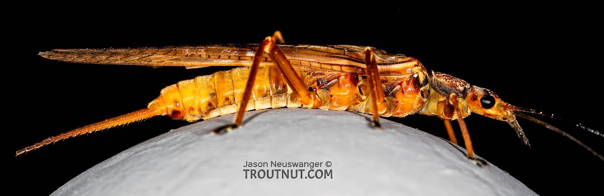 Stonefly Species Hesperoperla pacifica (Golden Stones)