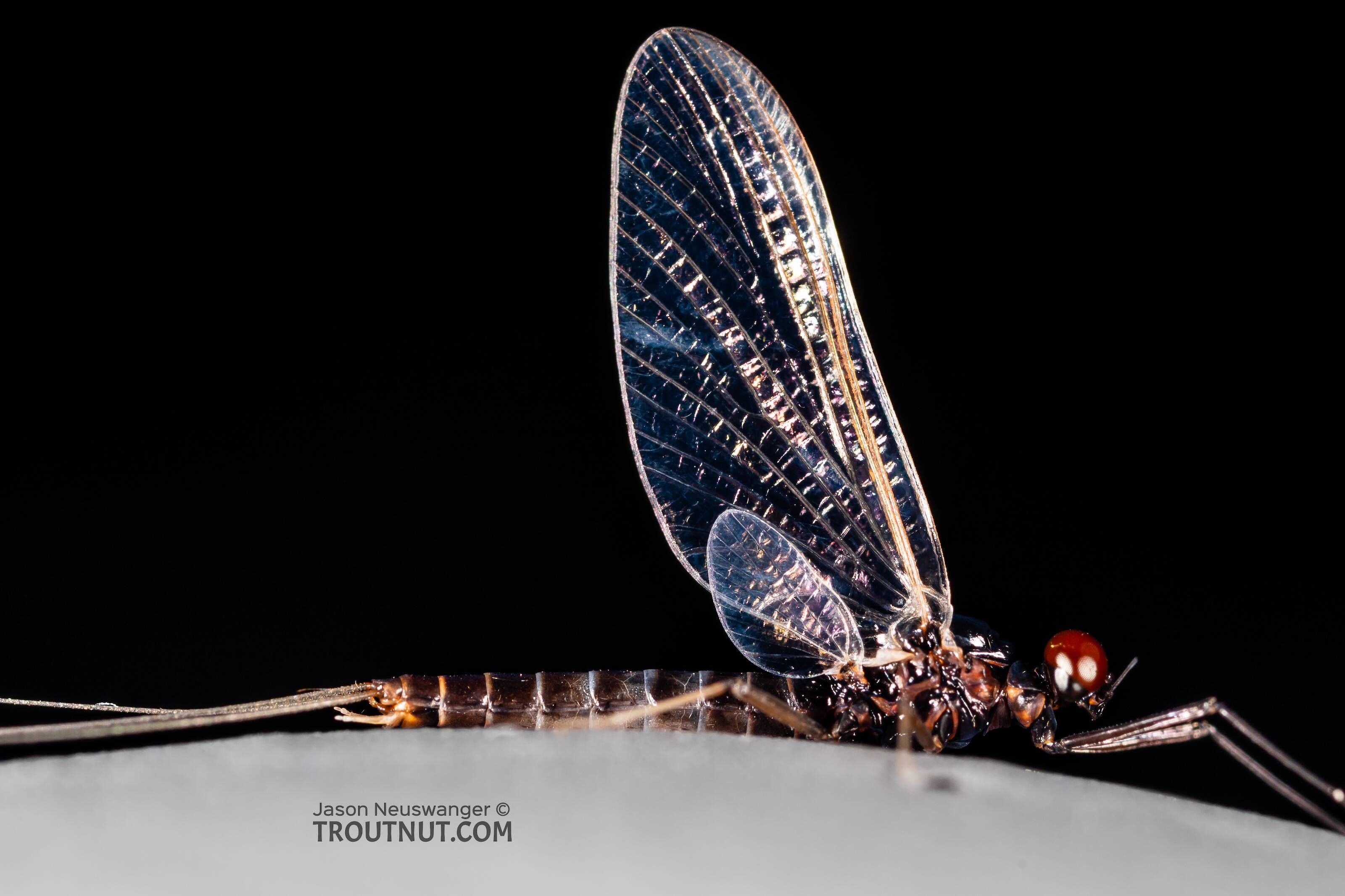 Blue Quills