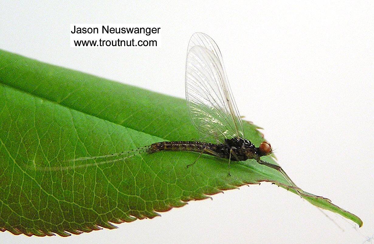 Mayfly Species Ephemerella invaria (Sulphurs)