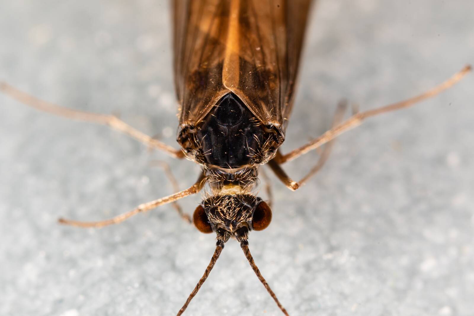 Male Cheumatopsyche (Little Sister Sedge) Caddisfly Adult Pictures