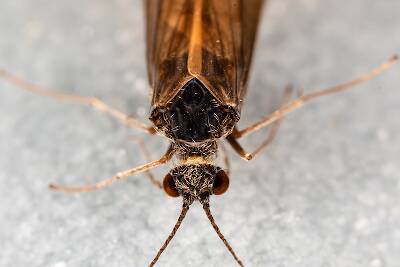 Male Cheumatopsyche (Little Sister Sedge) Caddisfly Adult Pictures