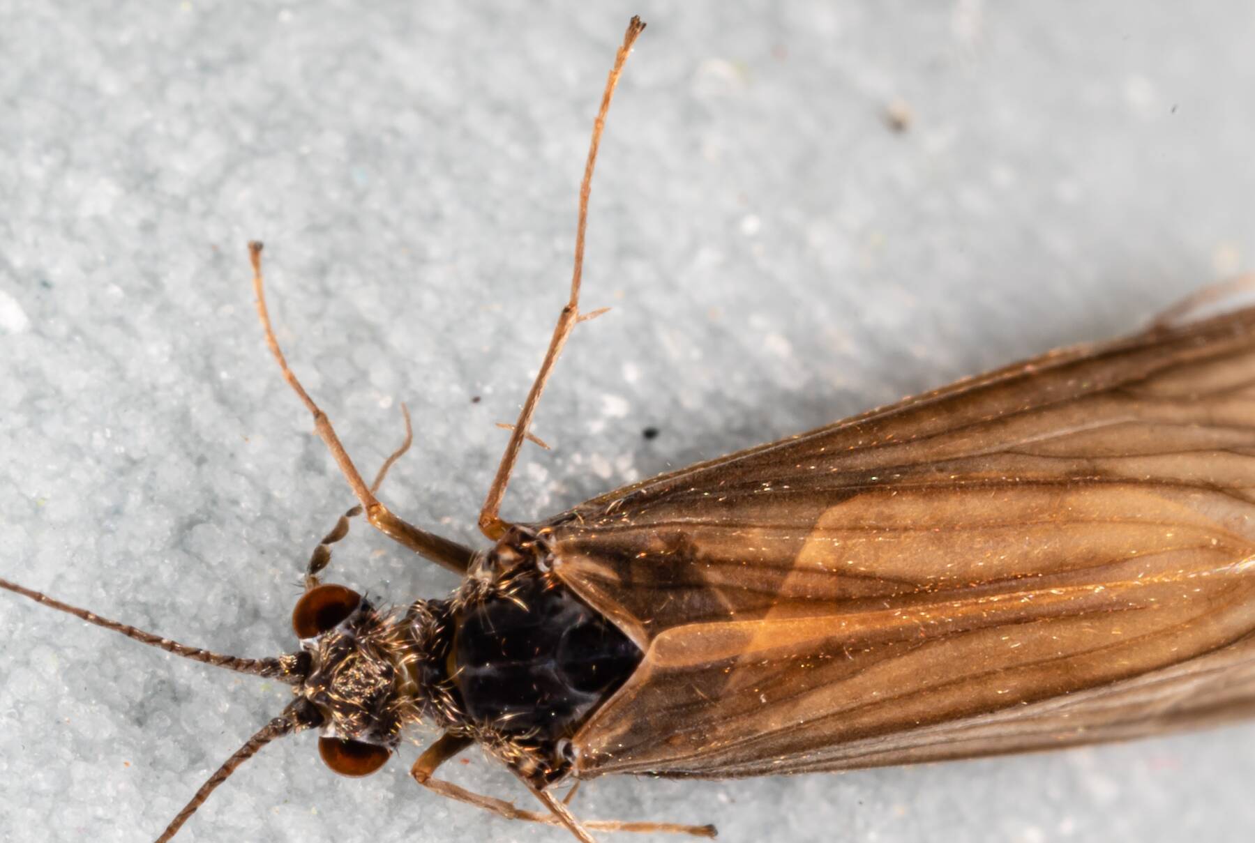 Male Cheumatopsyche (Little Sister Sedge) Caddisfly Adult Pictures