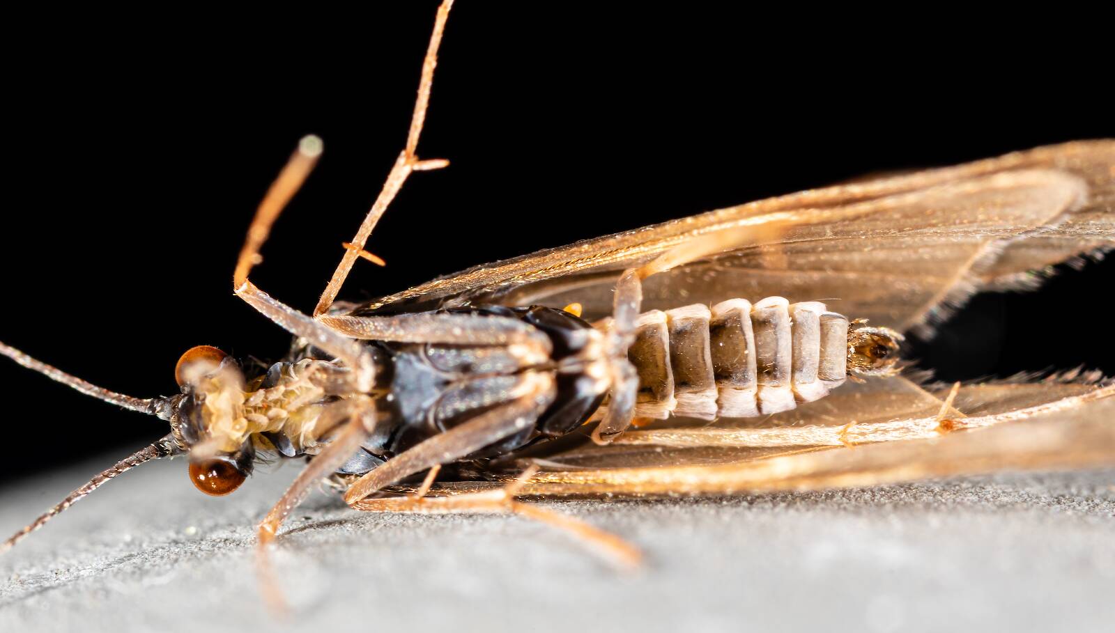 Male Cheumatopsyche (Little Sister Sedge) Caddisfly Adult Pictures