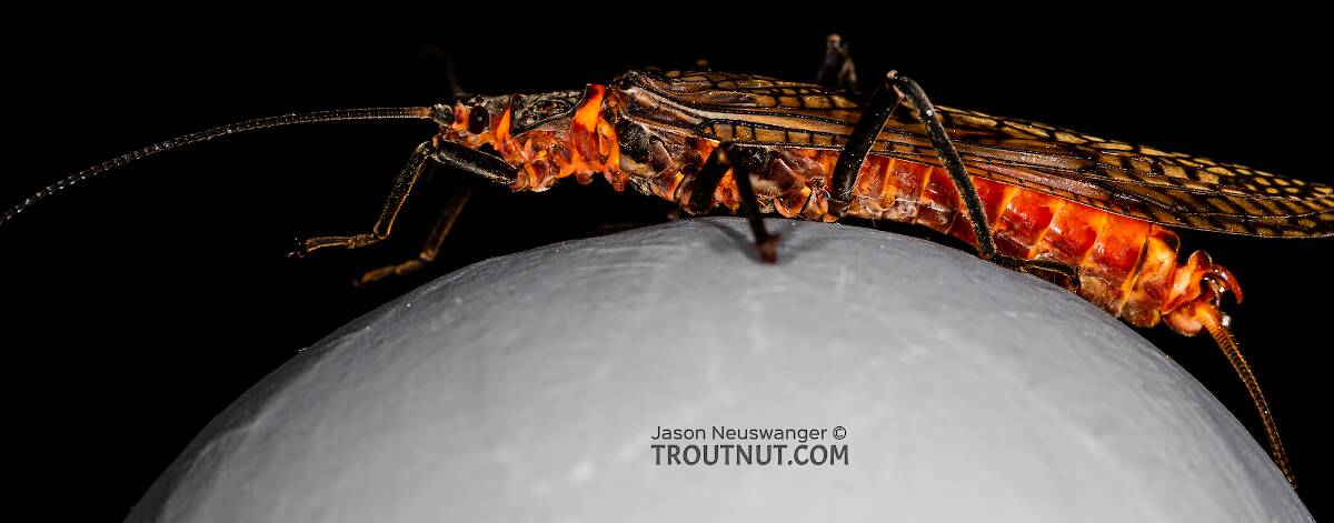 Stonefly Family Pteronarcyidae (Salmonflies)