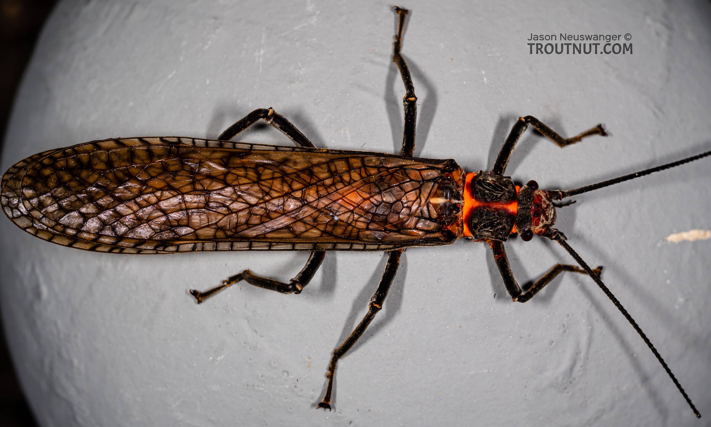 Male Pteronarcys californica (Giant Salmonfly) Stonefly Adult Pictures