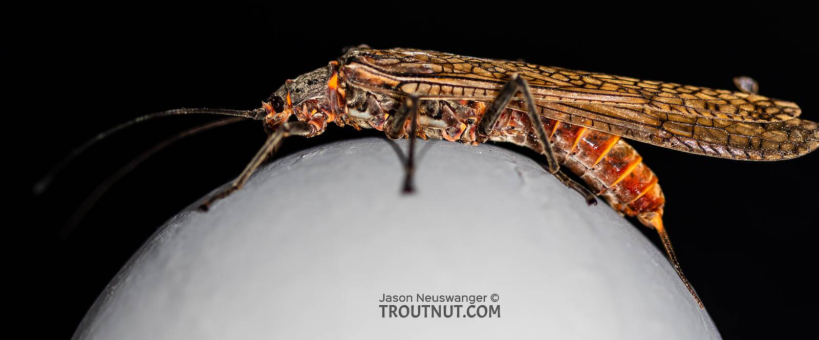 Stonefly Species Pteronarcys californica (Giant Salmonfly)