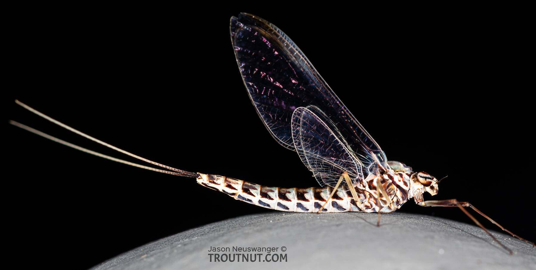 Mayfly Family Siphlonuridae (Gray Drakes)