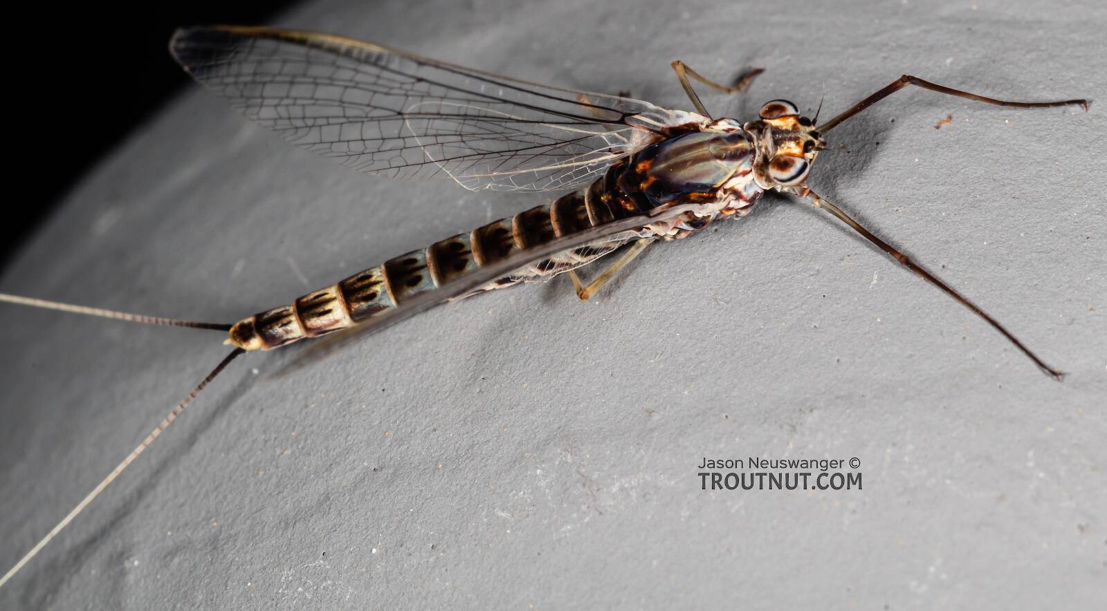 Female Siphlonurus alternatus (Adams) Mayfly Spinner Pictures