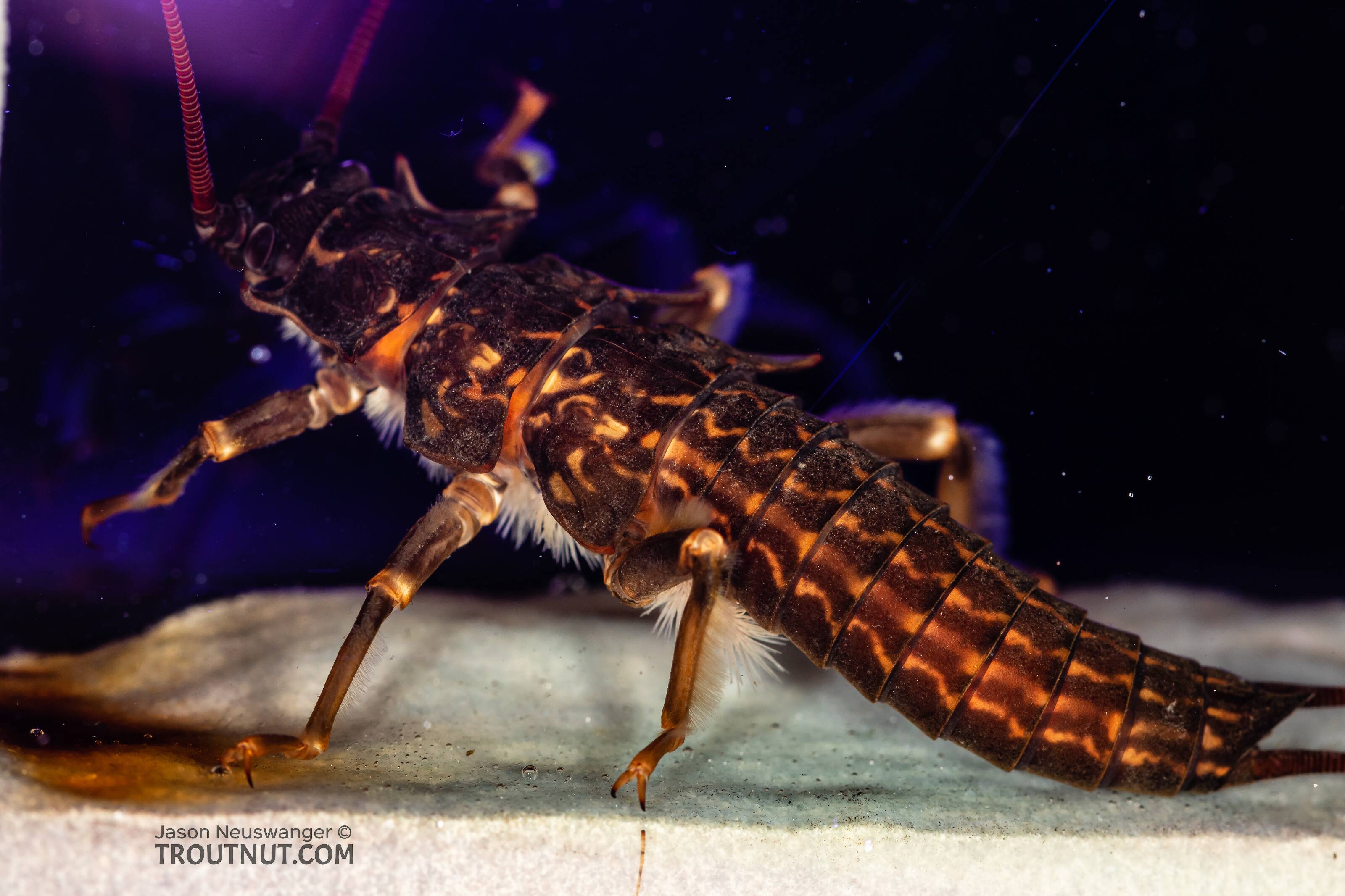 Pteronarcys californica (Giant Salmonfly) Stonefly Nymph Pictures