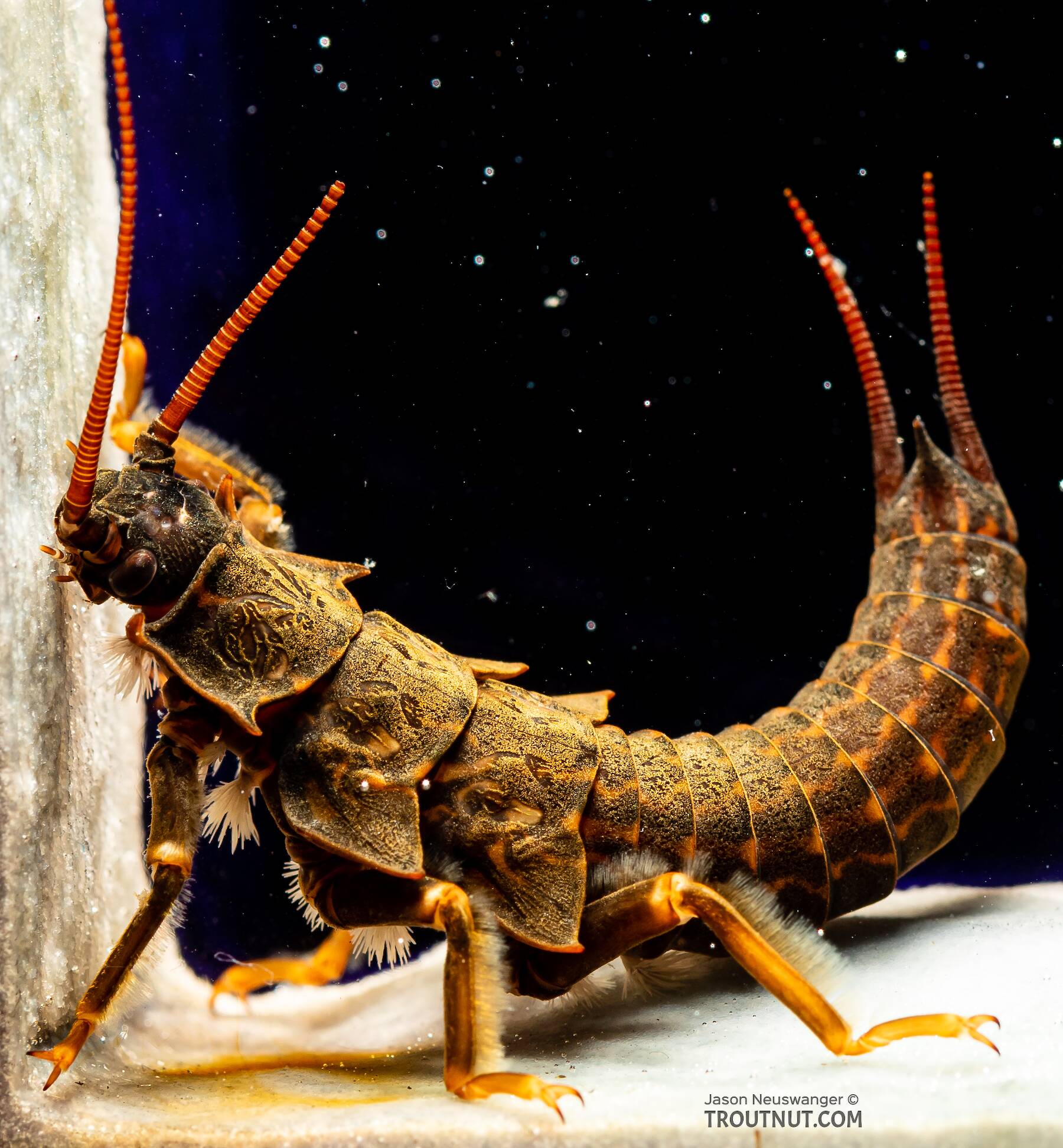 Pteronarcys californica (Giant Salmonfly) Stonefly Nymph Pictures