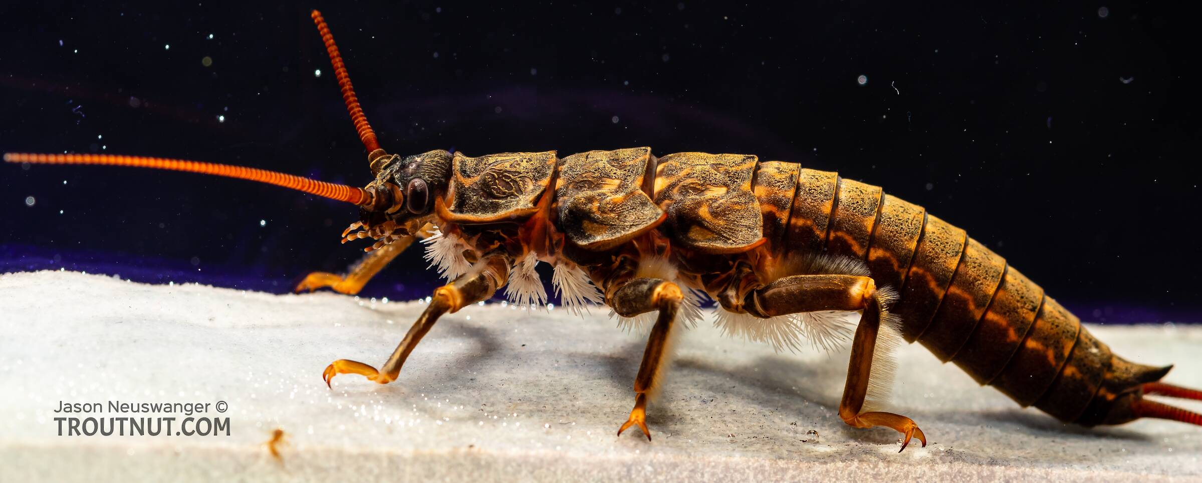 Pteronarcys californica (Giant Salmonfly) Stonefly Nymph Pictures