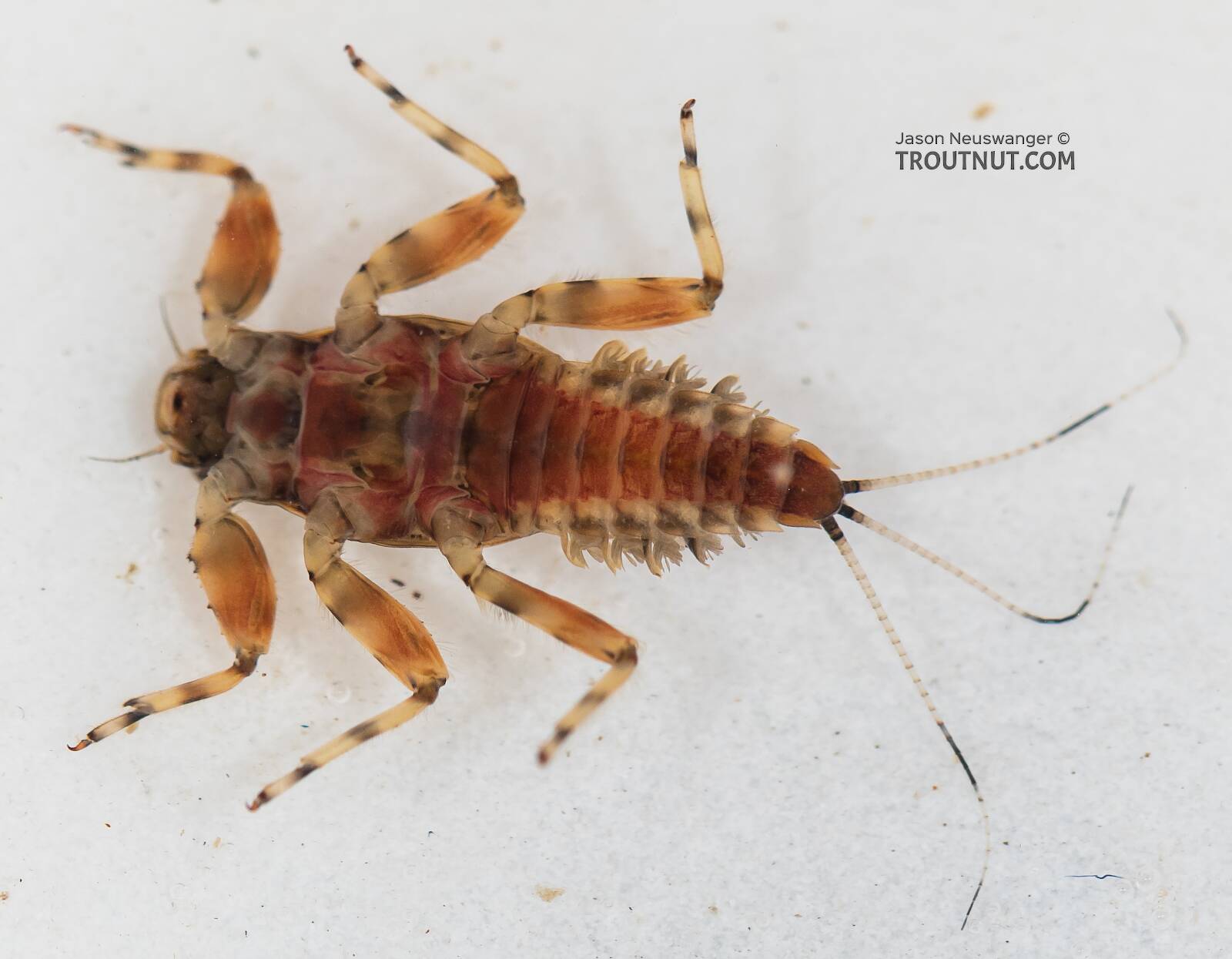 Drunella flavilinea (Flav) Mayfly Nymph Pictures