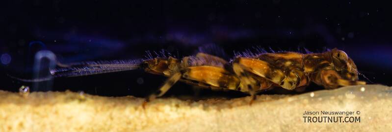 Drunella flavilinea (Flav) Mayfly Nymph Pictures