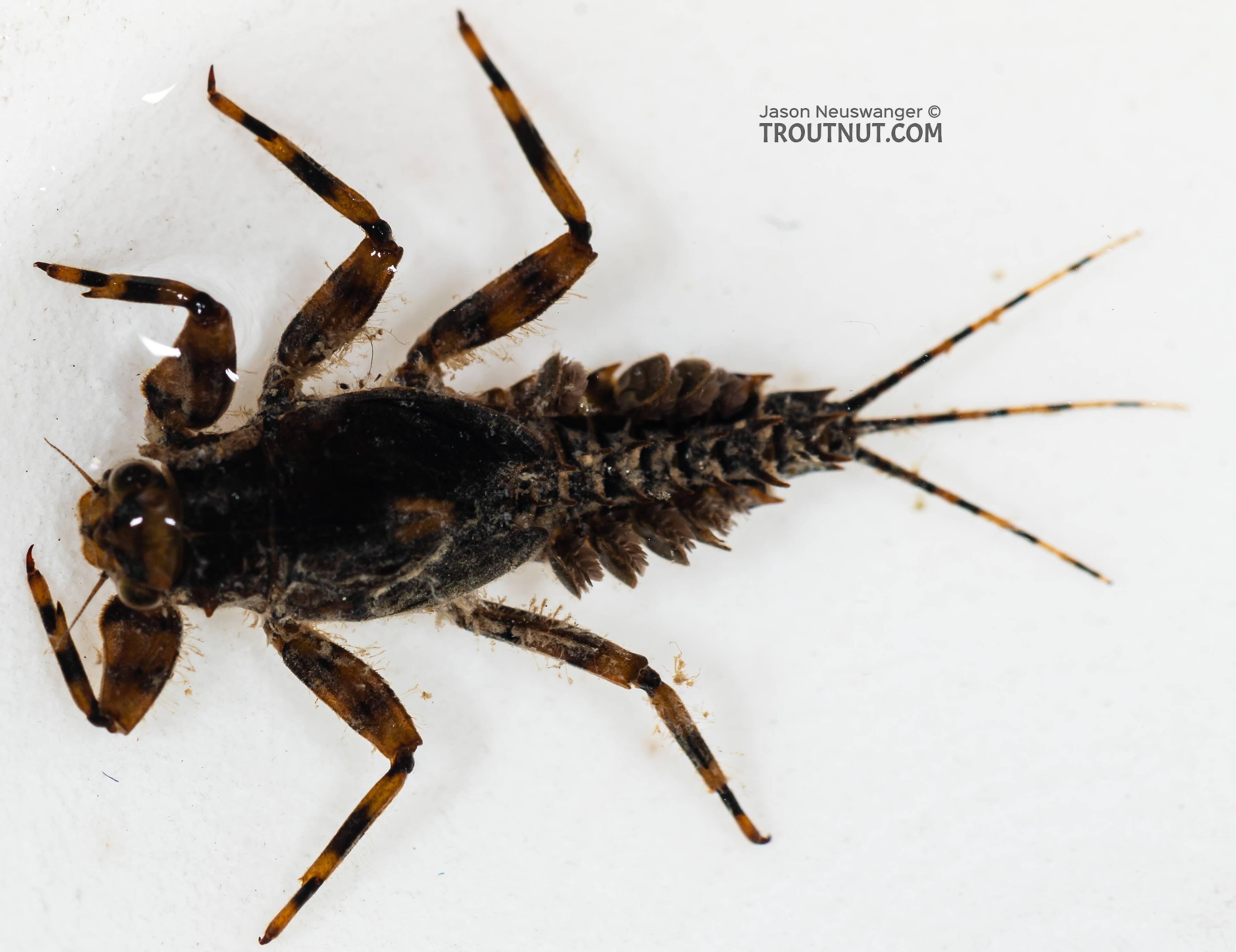 Mayfly Species Drunella grandis (Western Green Drakes)