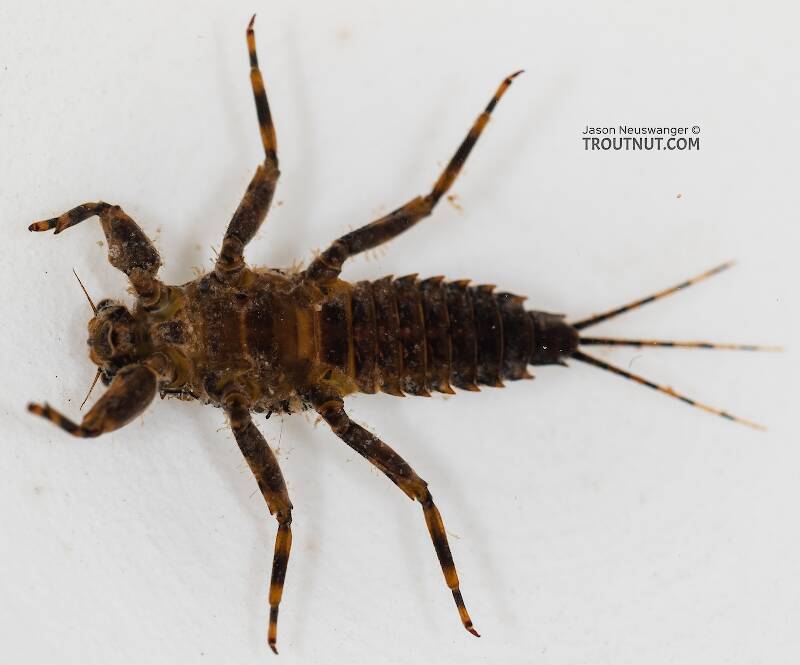Drunella grandis (Western Green Drake) Mayfly Nymph Pictures