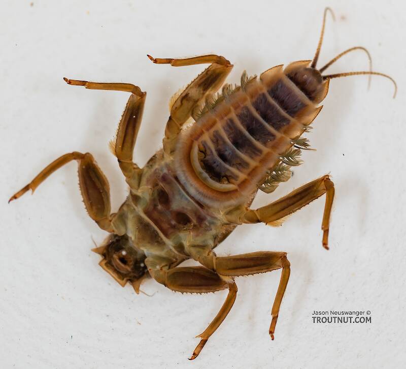 Drunella doddsii (Western Green Drake) Mayfly Nymph Pictures