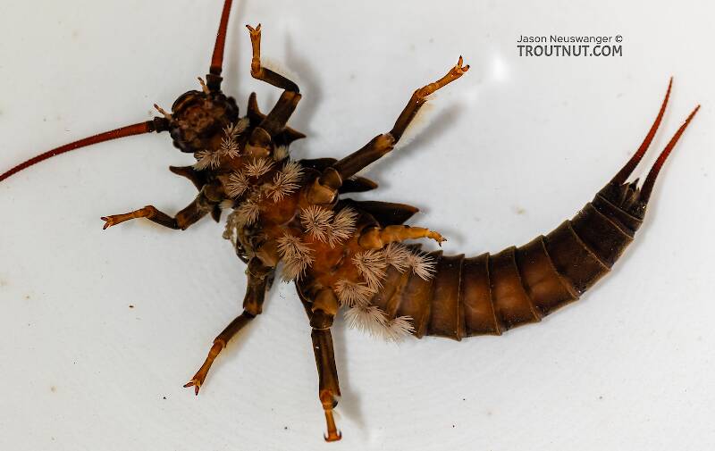 Pteronarcys californica (Giant Salmonfly) Stonefly Nymph Pictures