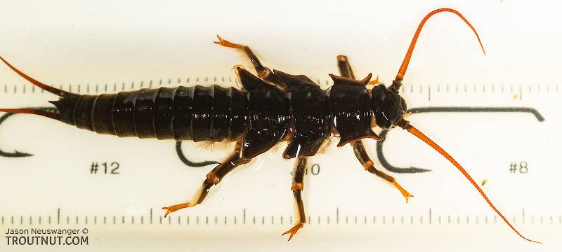 Pteronarcys californica (Giant Salmonfly) Stonefly Nymph Pictures