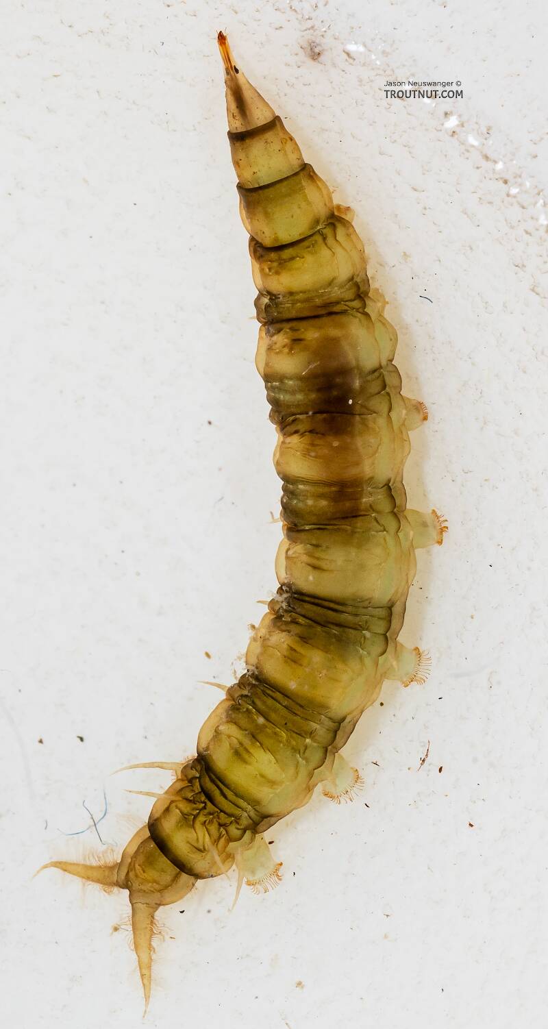 Atherix (Watersnipe Fly) True Fly Larva Pictures
