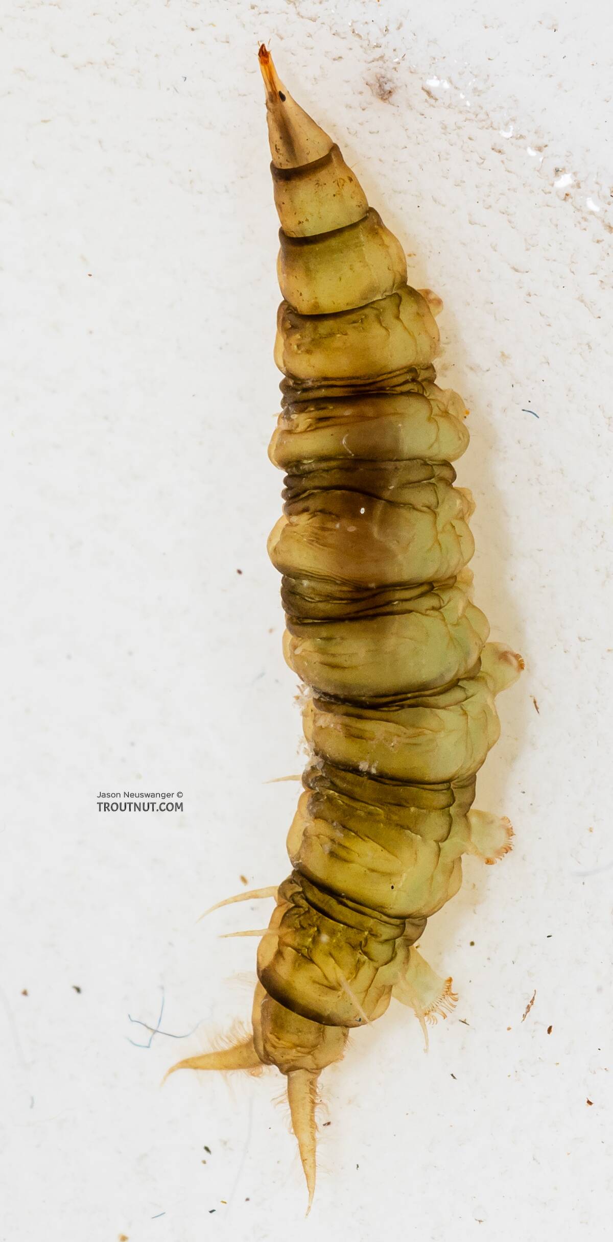 Atherix (Watersnipe Fly) True Fly Larva Pictures