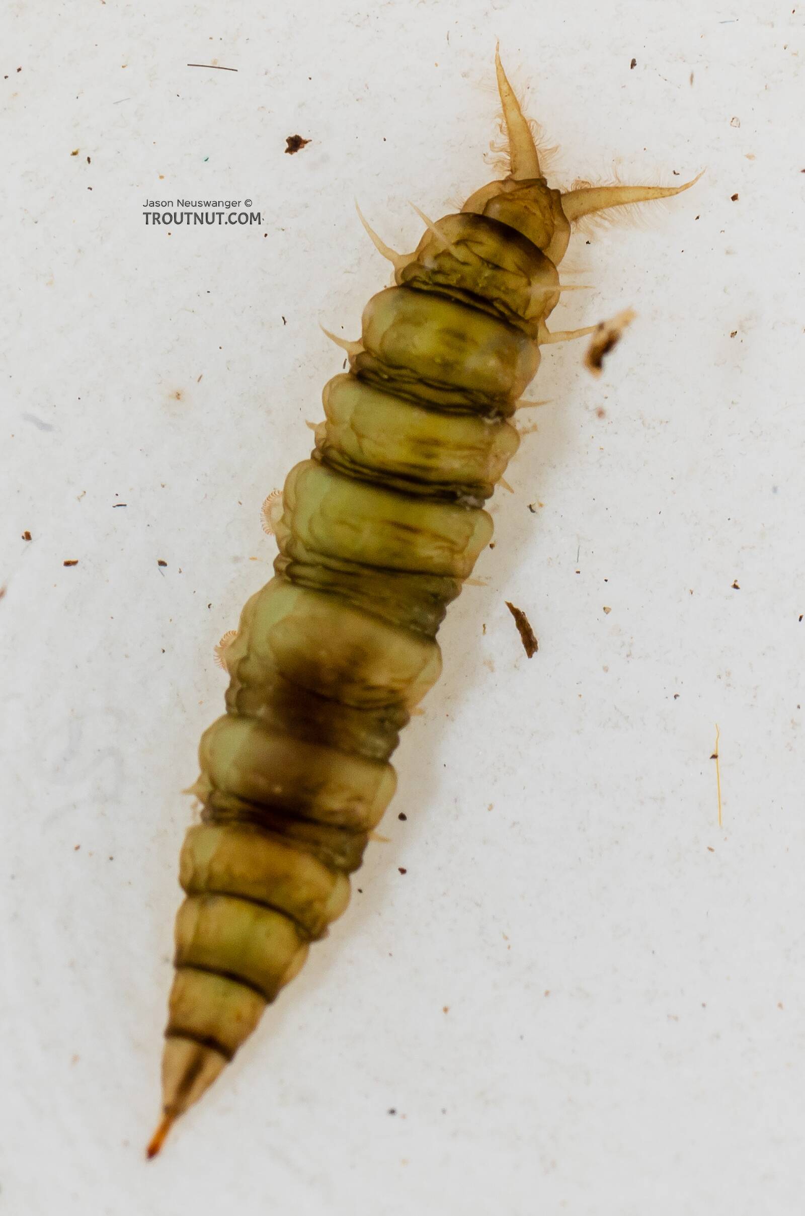 Atherix (Watersnipe Fly) True Fly Larva Pictures