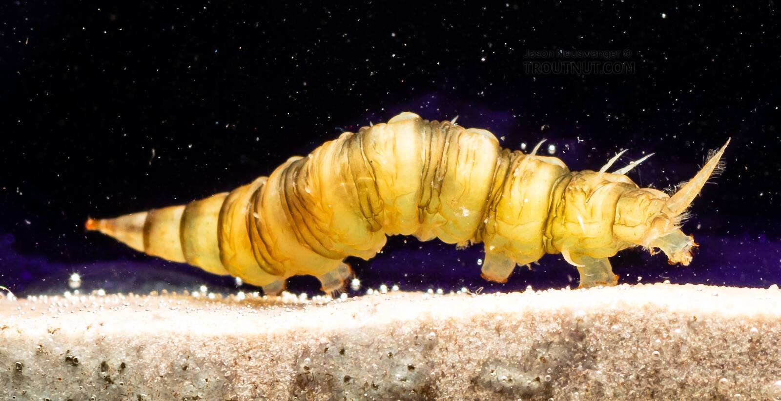 Atherix (Watersnipe Fly) True Fly Larva Pictures