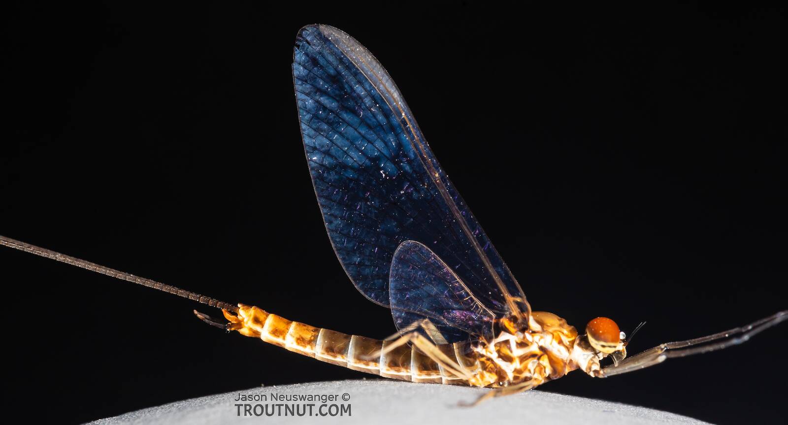 Male Rhithrogena hageni (Western Black Quill) Mayfly Spinner Pictures