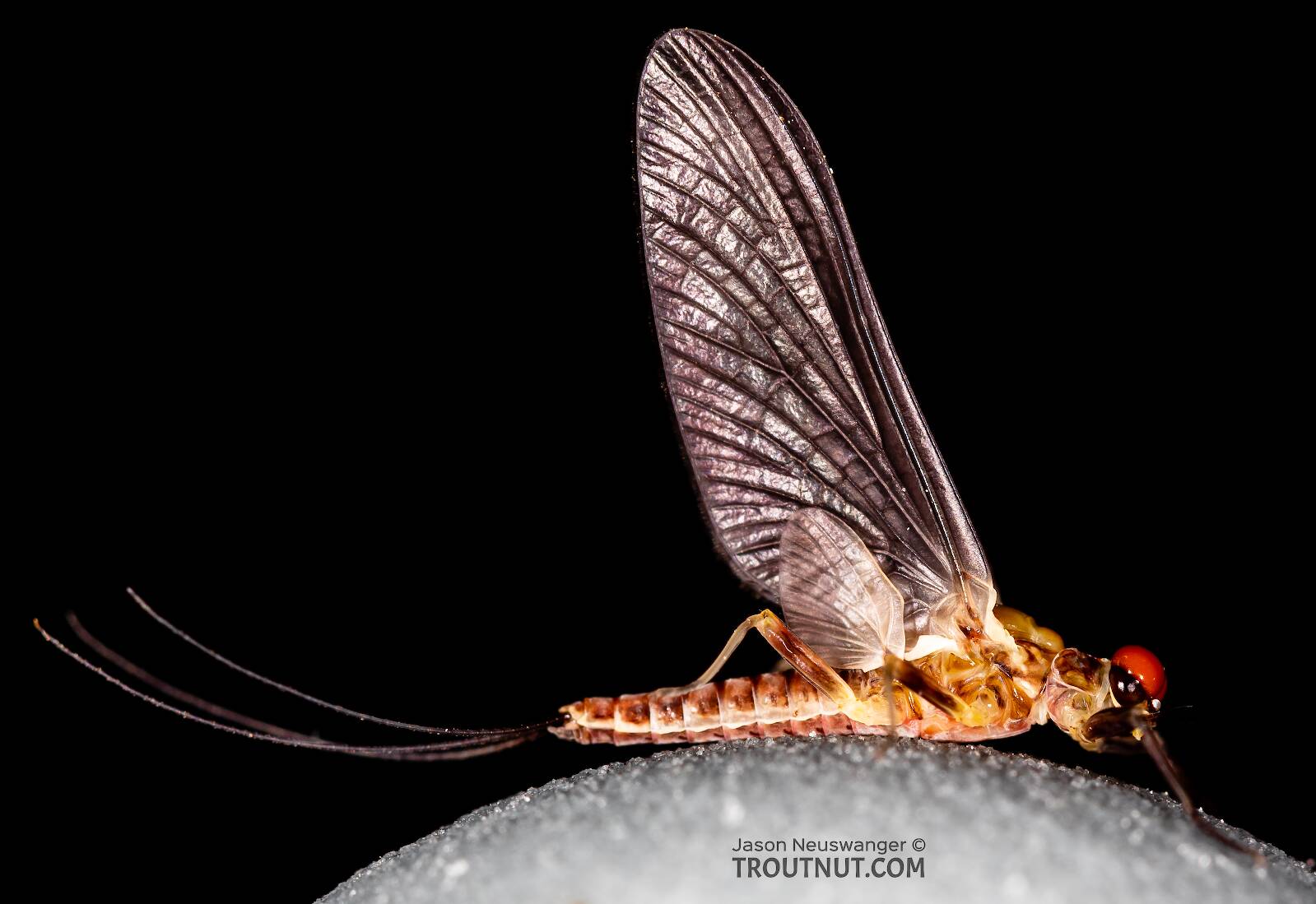 Mayfly Encyclopedia: 4900+ photos, life cycles, & fly fishing hatches