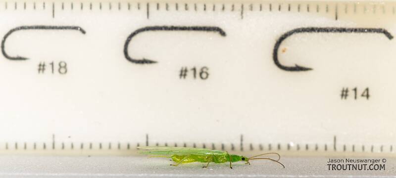 Alloperla (Sallfly) Stonefly Adult Pictures
