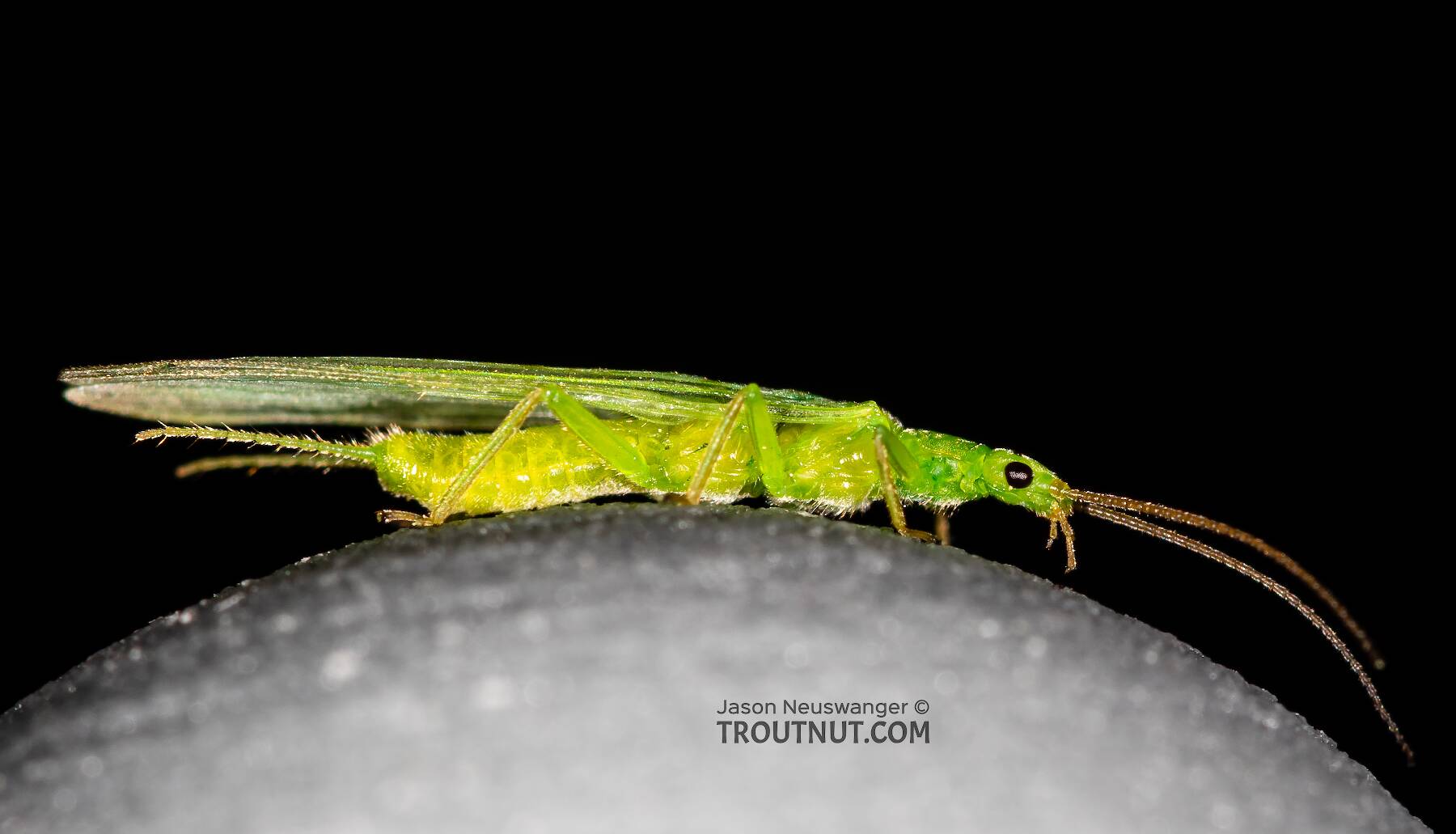 Stonefly Family Chloroperlidae (Sallflies)