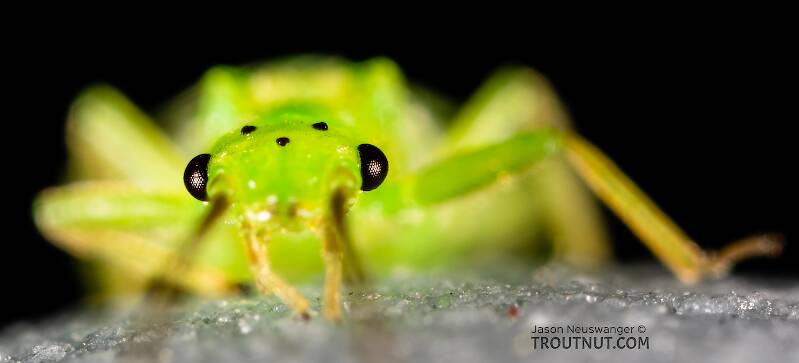 Alloperla (Sallfly) Stonefly Adult Pictures