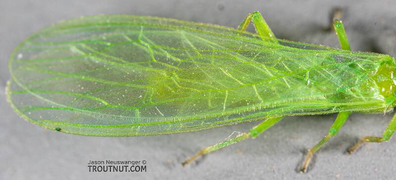 Alloperla (Sallfly) Stonefly Adult Pictures