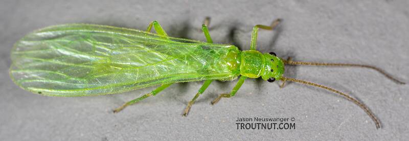 Alloperla (Sallfly) Stonefly Adult Pictures