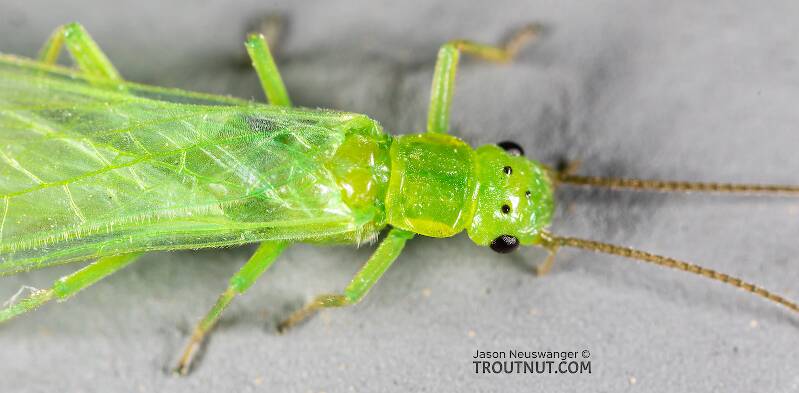 Alloperla (Sallfly) Stonefly Adult Pictures