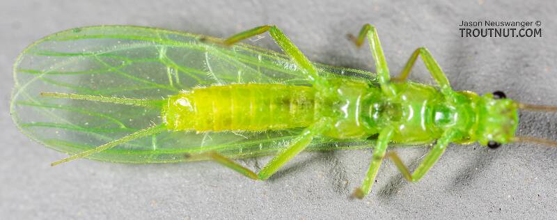 Alloperla (Sallfly) Stonefly Adult Pictures