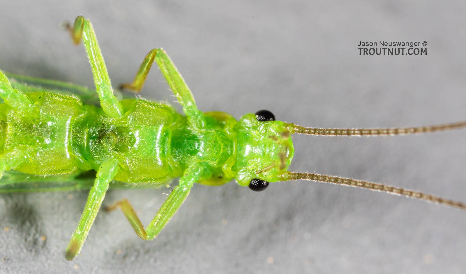 Alloperla (Sallfly) Stonefly Adult Pictures
