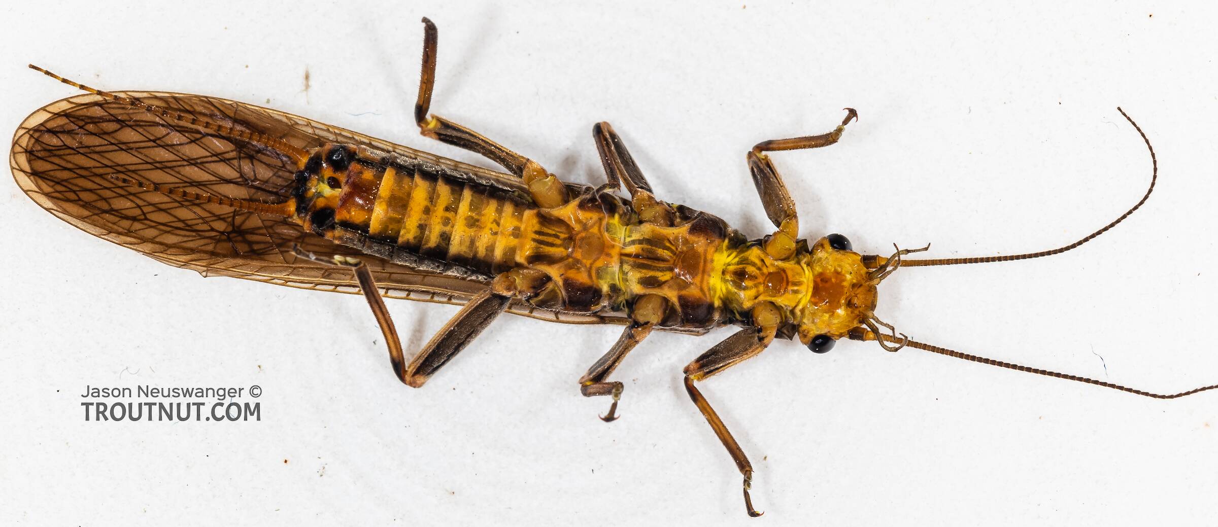 Male Calineuria californica (Golden Stone) Stonefly Adult Pictures