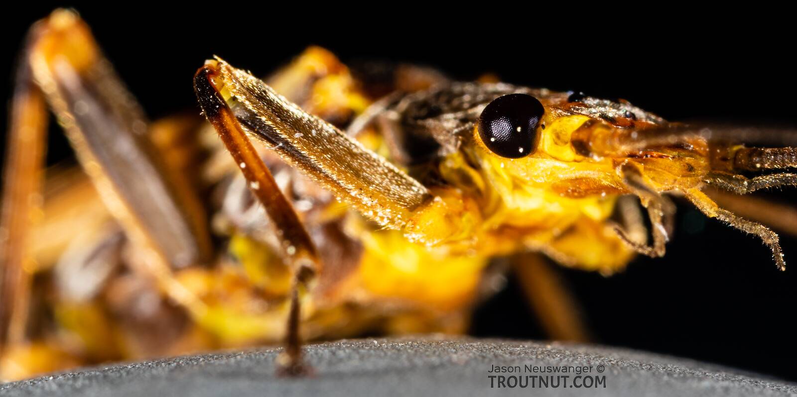 Male Calineuria californica (Golden Stone) Stonefly Adult Pictures