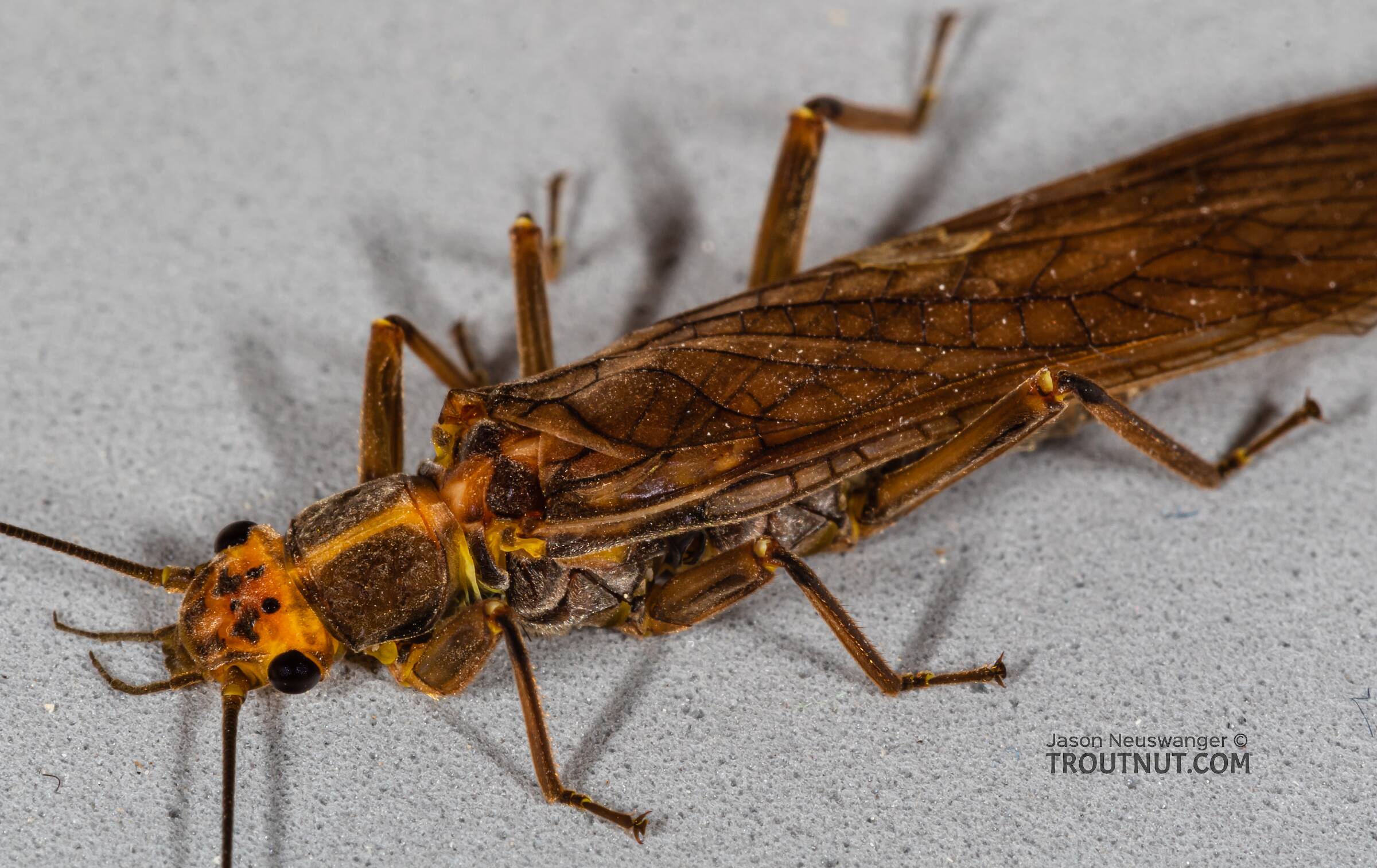 Female Calineuria californica (Golden Stone) Stonefly Adult Pictures