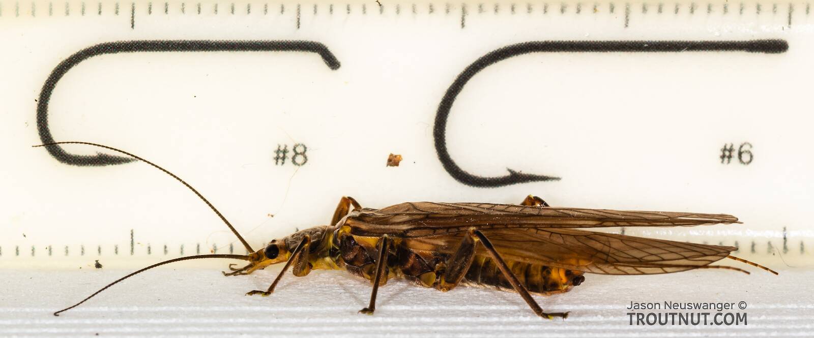 Female Calineuria californica (Golden Stone) Stonefly Adult Pictures