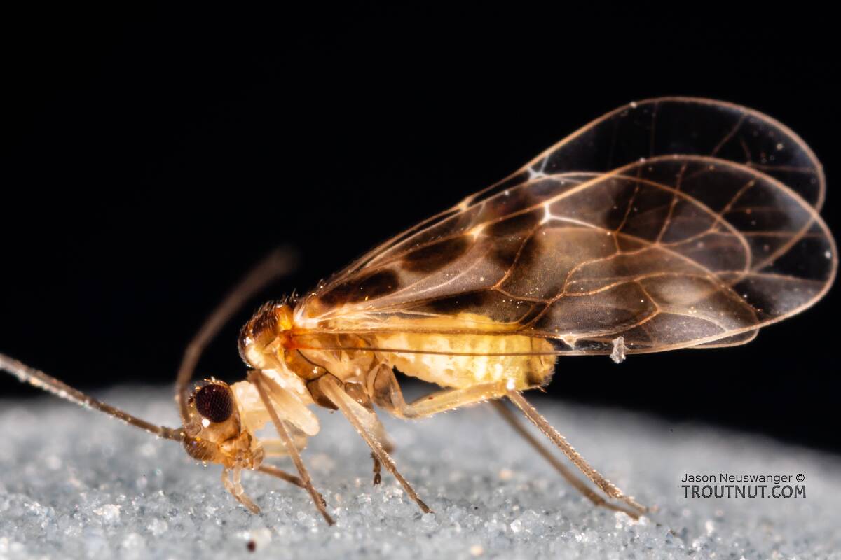 Psocodea Insect Adult Pictures