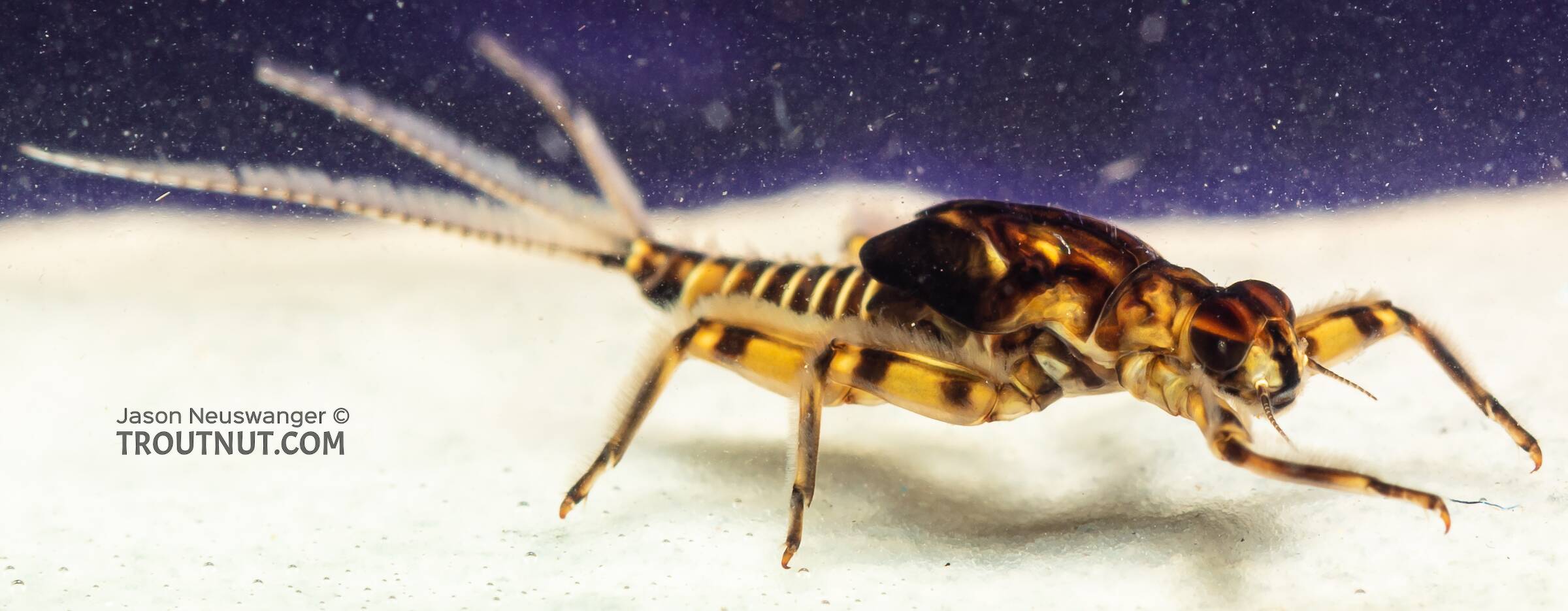 Male Drunella pelosa Mayfly Nymph Pictures