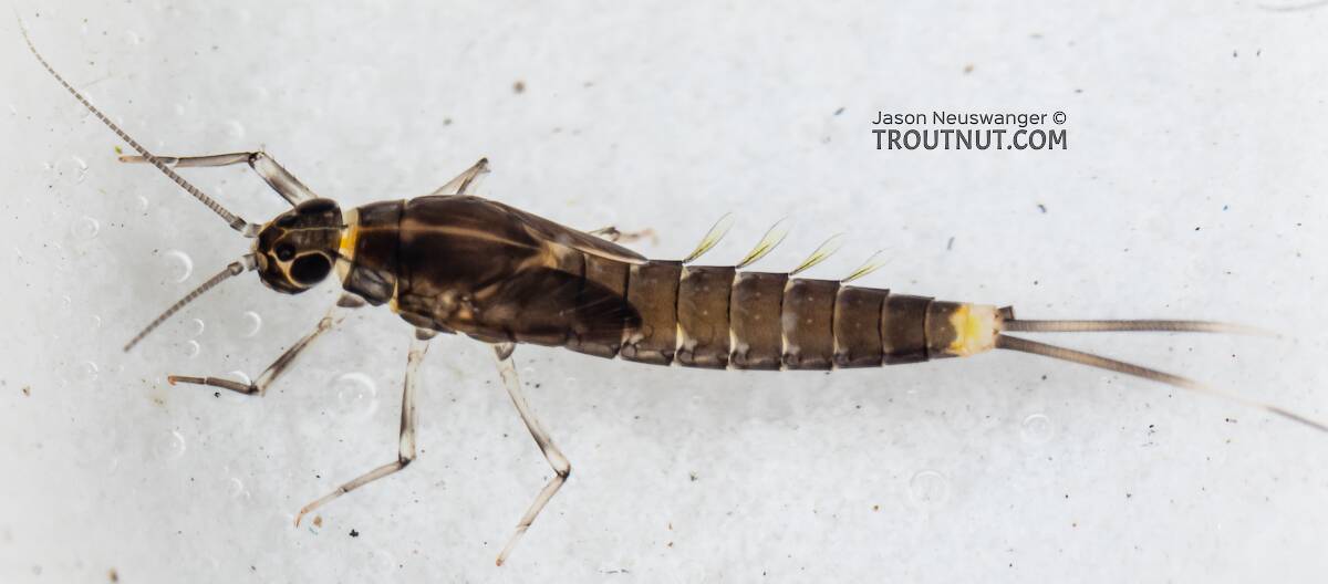 Mayfly Genus Diphetor (Blue-Winged Olives)