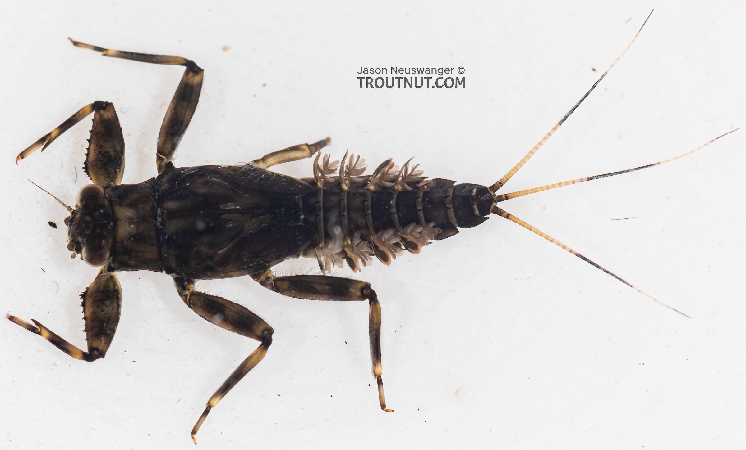 Mayfly Species Drunella coloradensis (Small Western Green Drakes)
