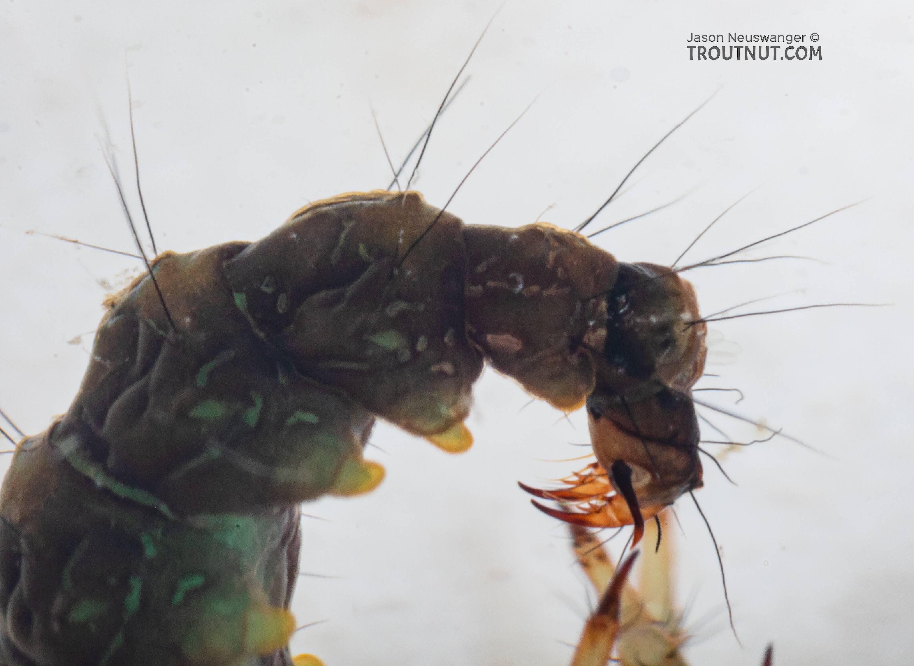 Rhyacophila vocala (Green Sedge) Caddisfly Larva Pictures