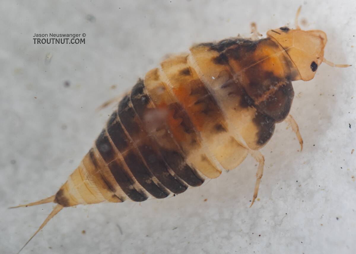 Coleoptera (Beetle) Insect Larva Pictures