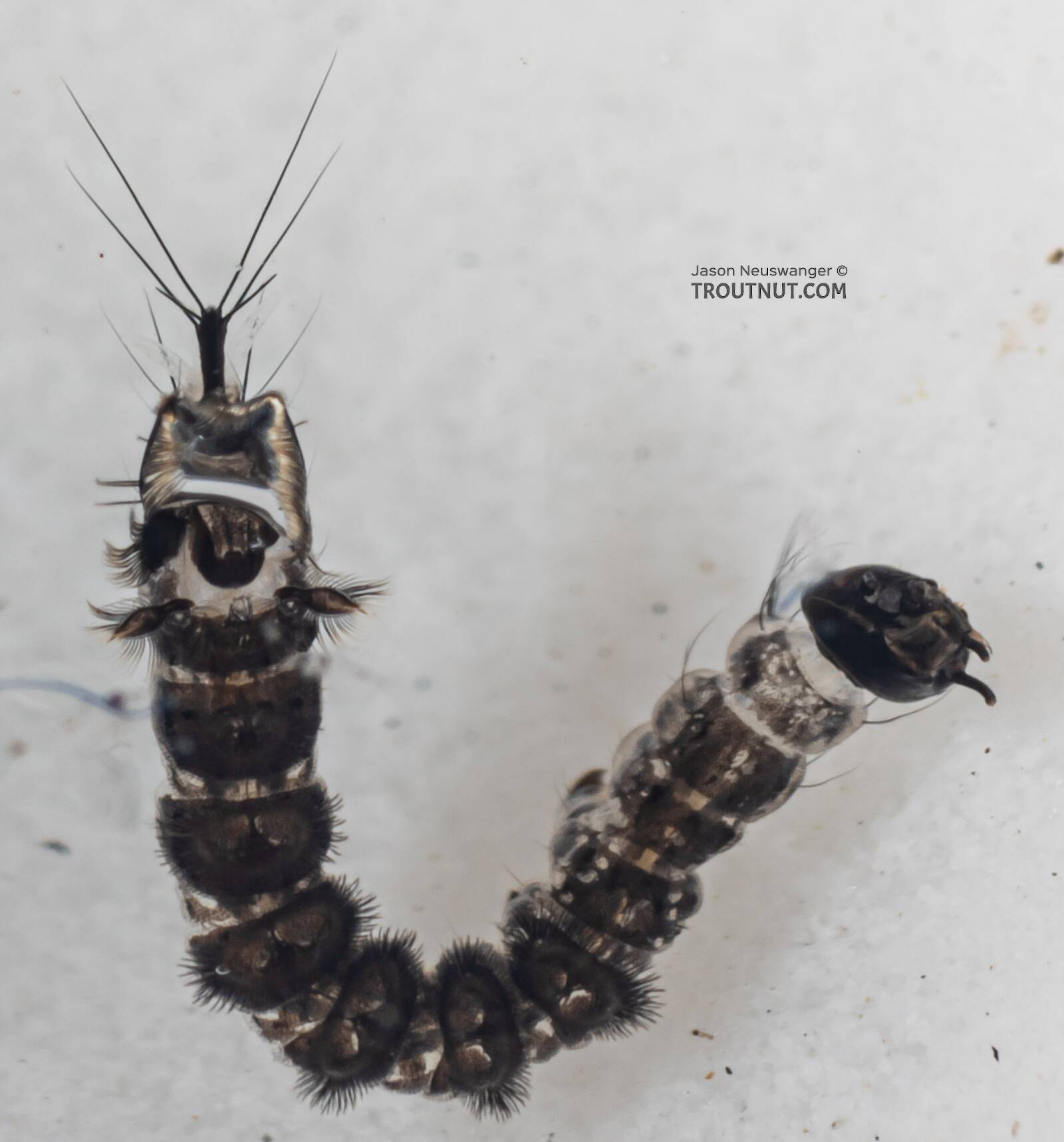 Dixa True Fly Larva Pictures