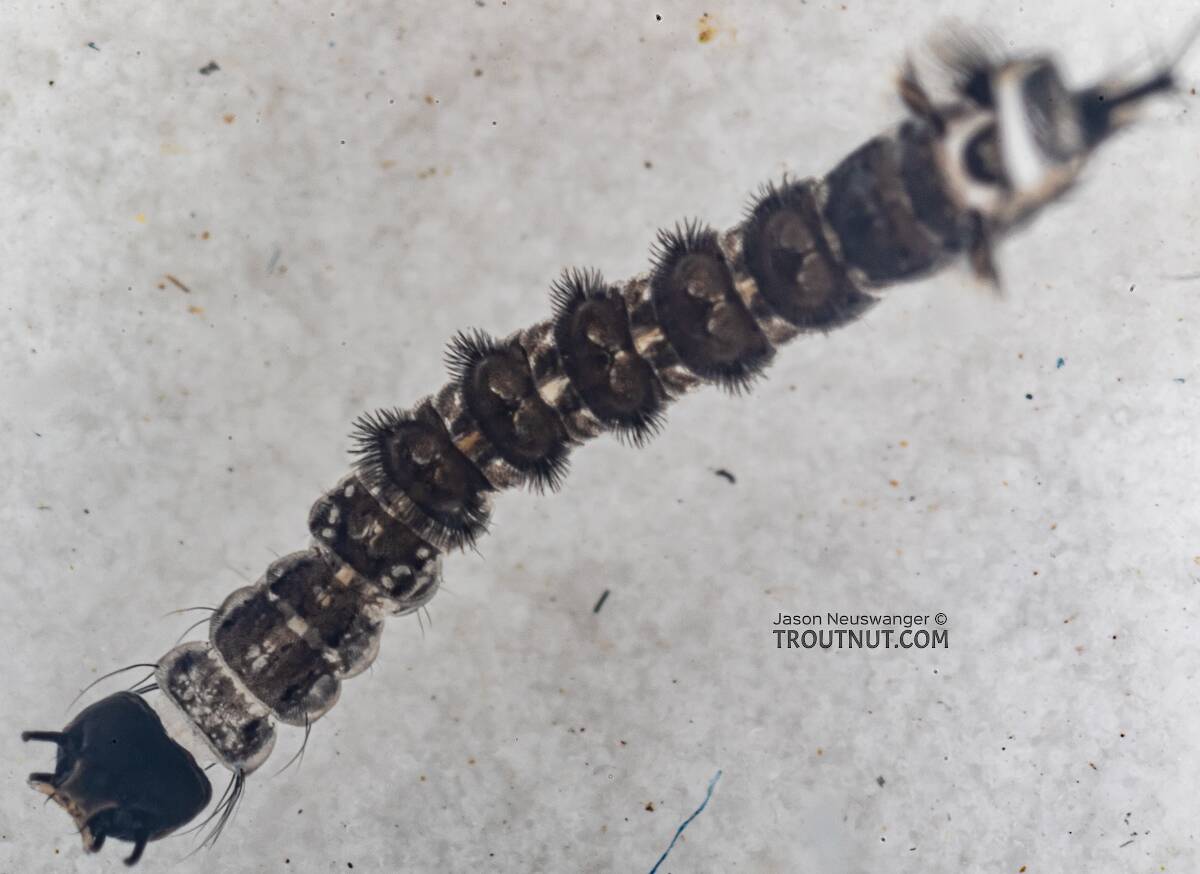 Dixa True Fly Larva Pictures