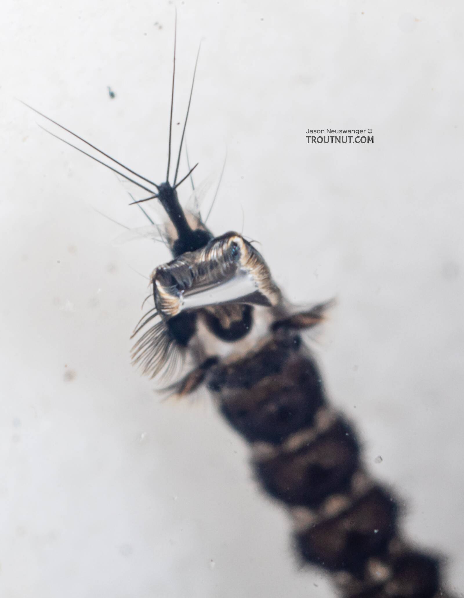 Dixa True Fly Larva Pictures